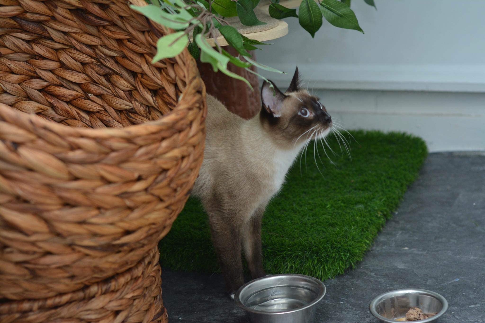 Meet Our VIP Kitty Campers! - Camp Canine New York