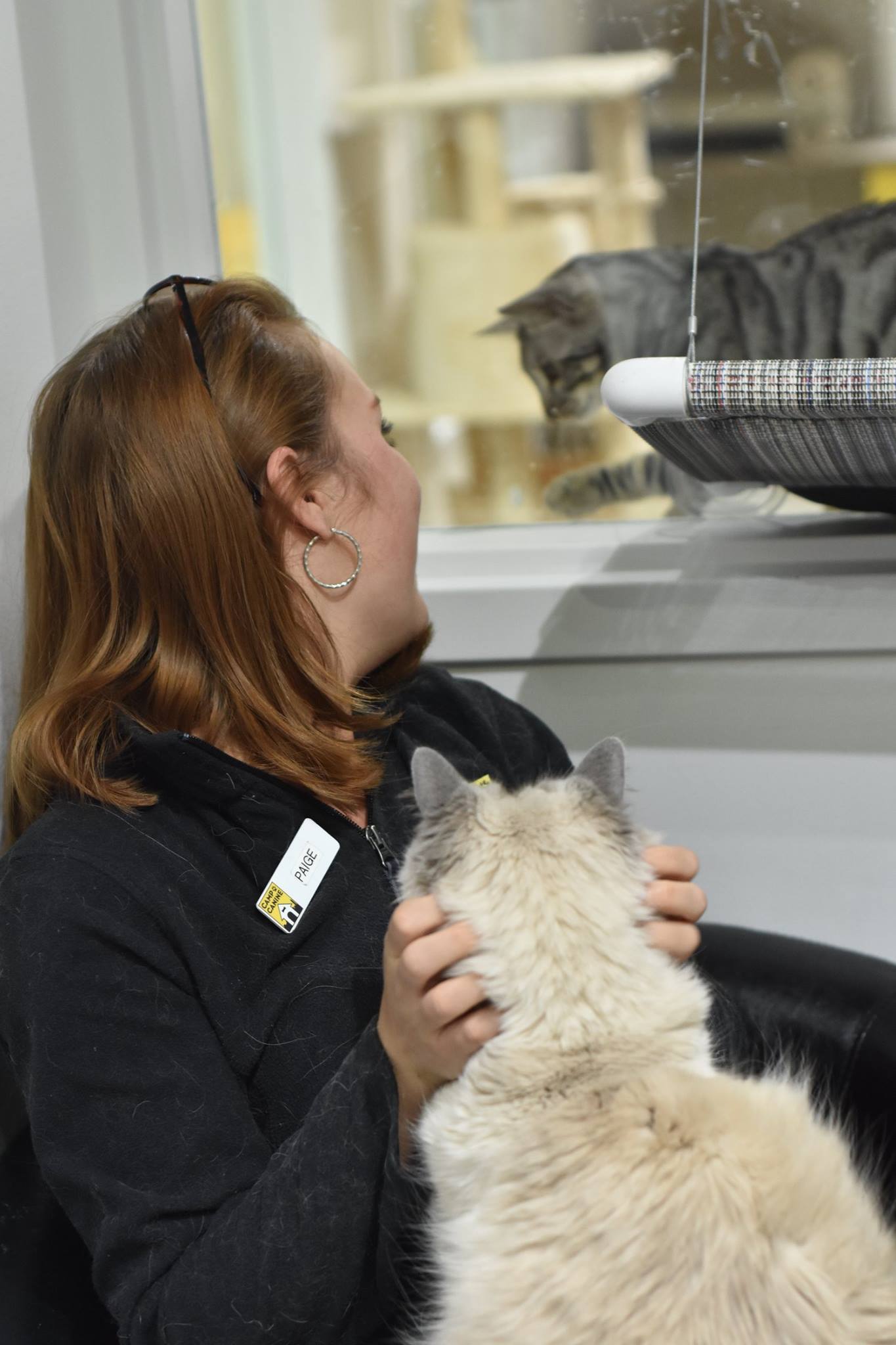 Meet Our VIP Kitty Campers! - Camp Canine New York