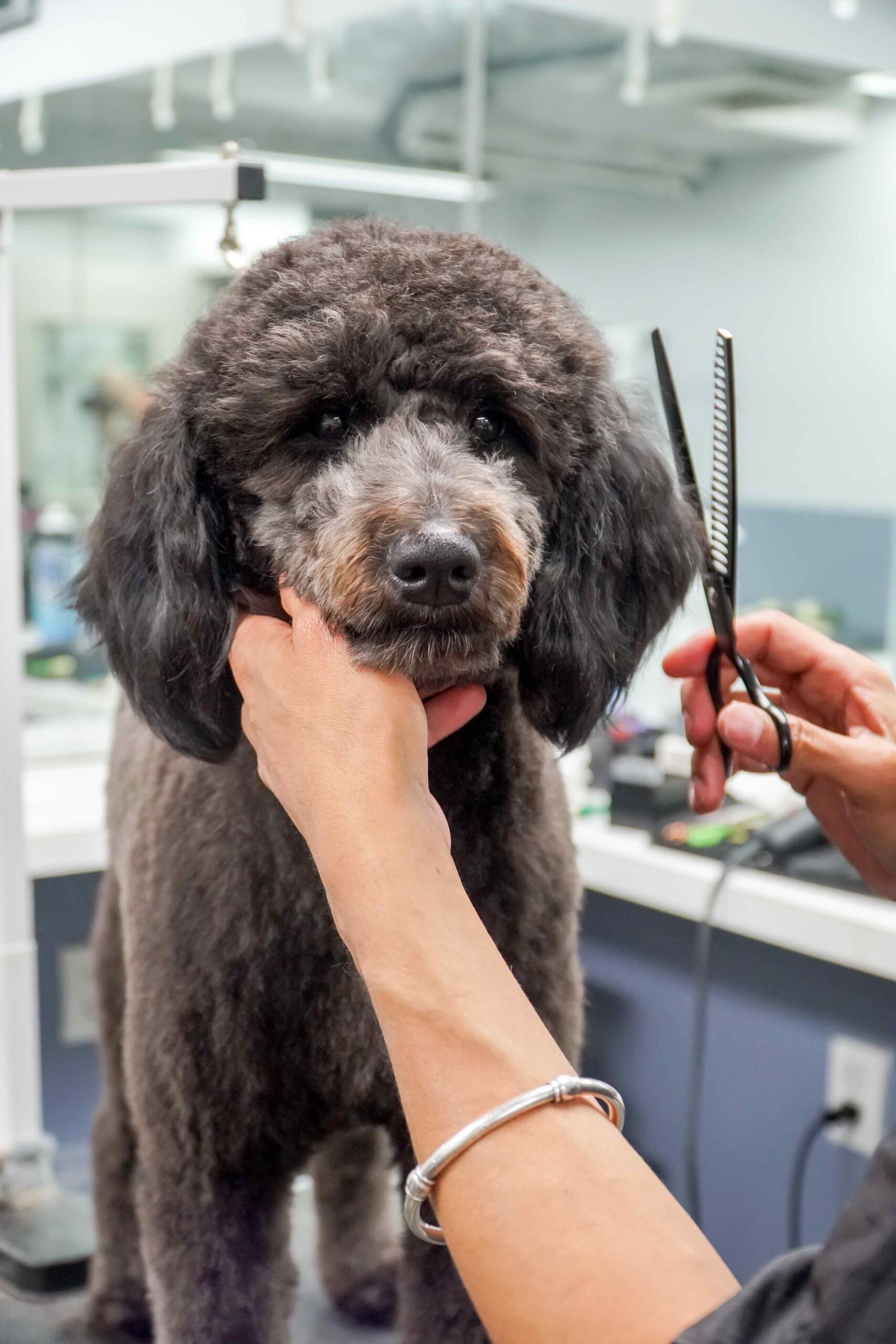 Meet Our Newest Groomer, Anthony! - Camp Canine New York