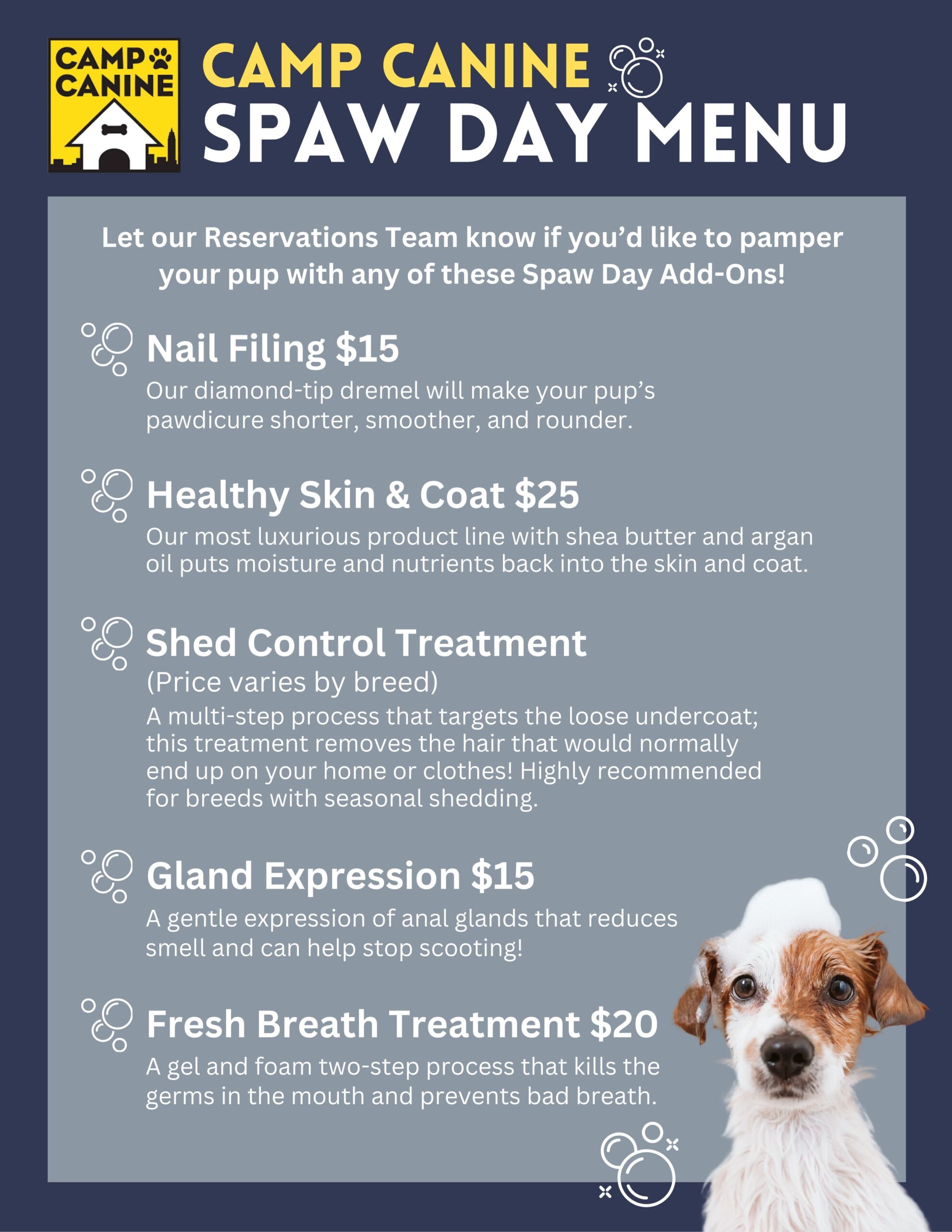 We're Elevating the Camp Canine Spaw! - Camp Canine New York