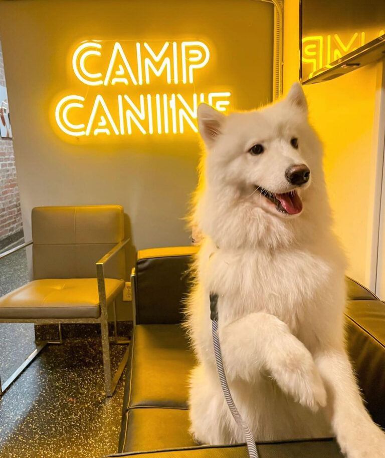 Kirby's Reign as Brand Ambassador - Camp Canine New York