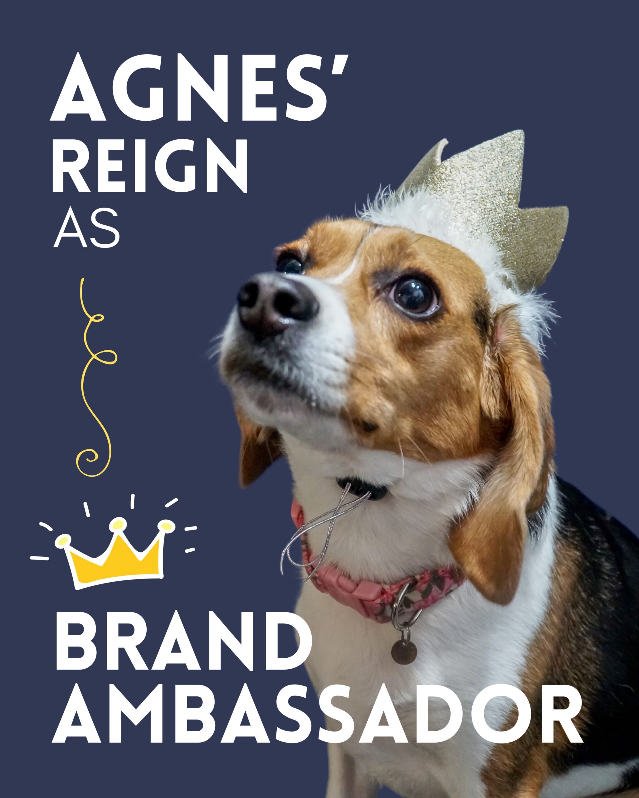 Agnes' Reign as Brand Ambassador - Camp Canine New York